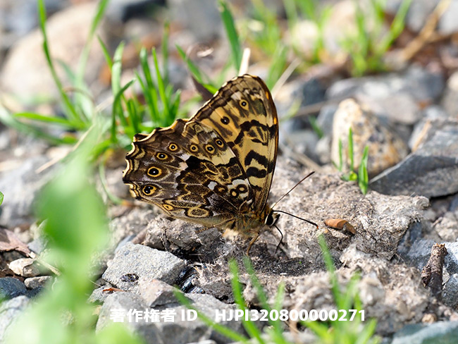ヤマキマダラヒカゲ Neope niphonica - 海野和男のデジタル昆虫記