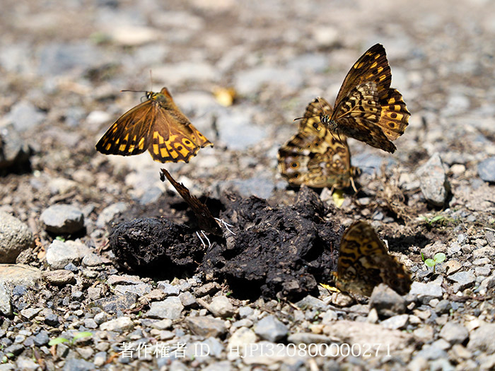 ヤマキマダラヒカゲ Neope niphonica - 海野和男のデジタル昆虫記